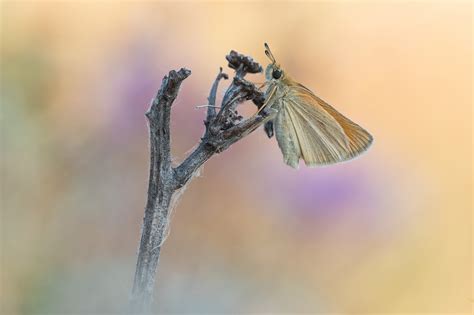 Dickkopf Forum Für Naturfotografen