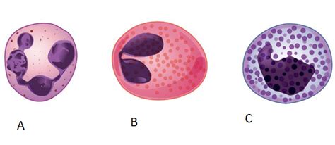 Types Of Leukocytes Diagram Quizlet