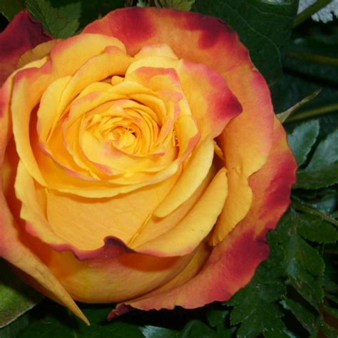 Cecile Boldt Everything Self Employed Freelancer Xing