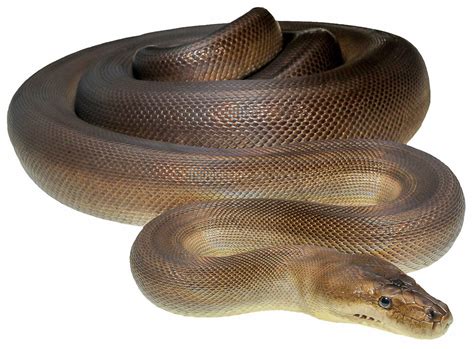 Olive Pythons The Gentle Giants