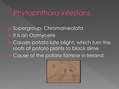 Protista Example Organisms Ppt