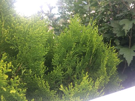 Arborvitae And Rust General Fruit Growing Growing Fruit