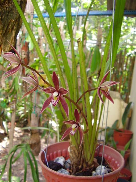 Cymbidium Borneense The Borneo Cymbidium Care And Culture Travaldo