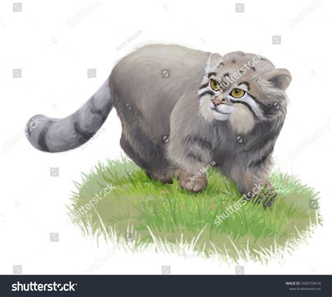 31 Pallas Cat Tail 图片、库存照片和矢量图 Shutterstock