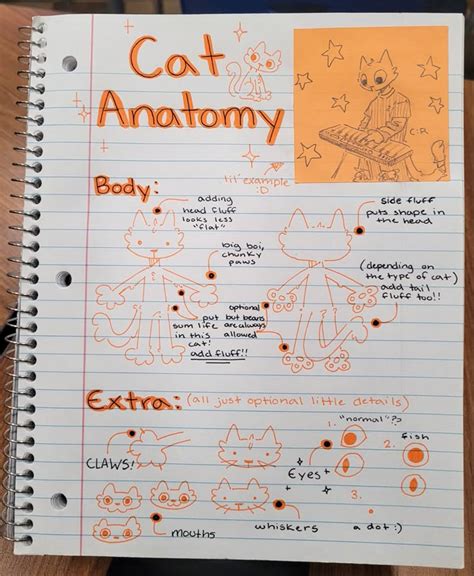 My Silly And Sumwut Accurate Cat Anatomy Creative Drawing Prompts Doodle Drawings Art My Silly And Sumwut Accurate Cat Anatomy Creative Drawing Prompts Doodle Drawings Art