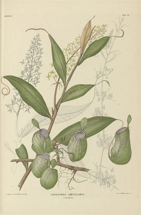 Over Het Geslacht Nepenthes Alchetron The Free Social Encyclopedia