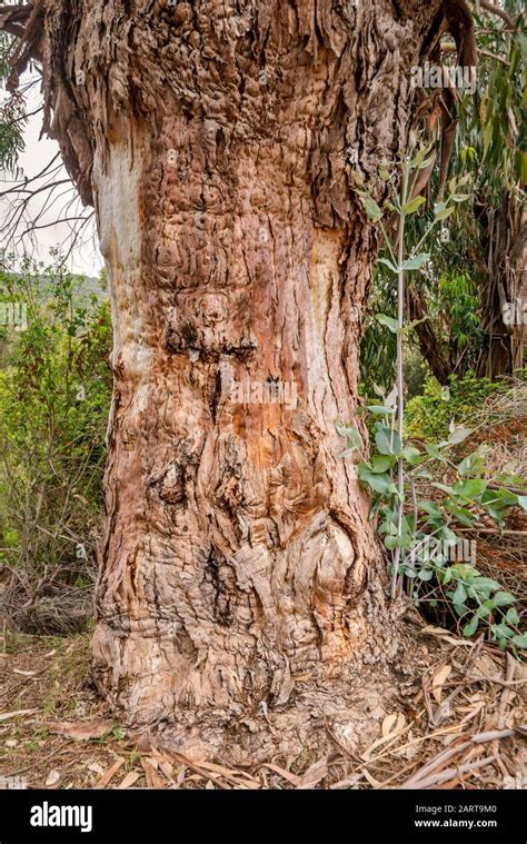 Eucalyptus Tree Trunk Invasive Species Brought From Australia Along