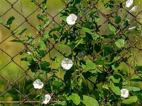 How To Kill Bindweed For Good And Stop It From Coming Back Uk