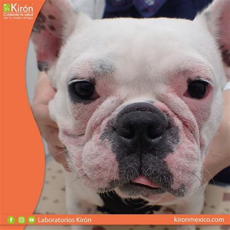 Blefaritis Bacteriana Canina Laboratorios Kirón