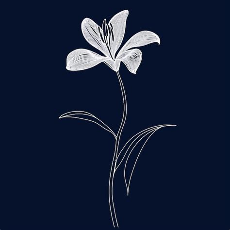 Lilium Vector Flower Premium Ai Generated Vector