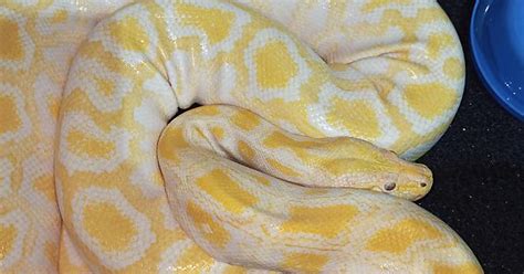 Python Burmese Rock Albino Album On Imgur