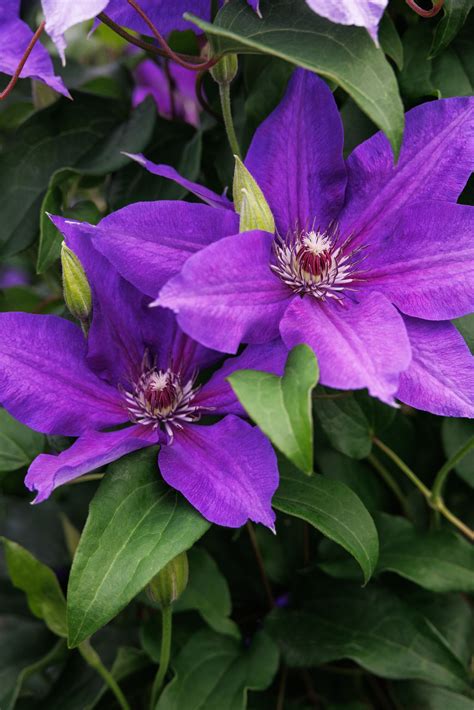 Vancouver™ Danielle Clematis Clematis Danielle Monrovia Plant