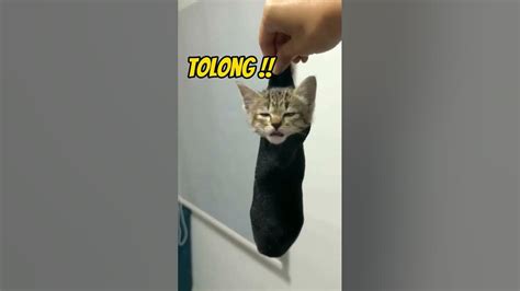 Kucing Lucu Dibedong Selimut Shorts Kucing Youtube