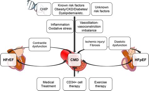 Conceptual Association Between Cmd And Hfpefhfref This Figure