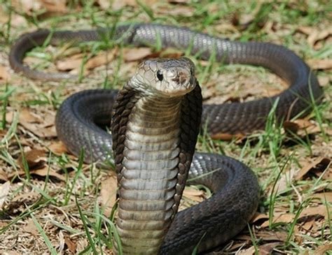 Equatorial Spitting Cobra Life Expectancy