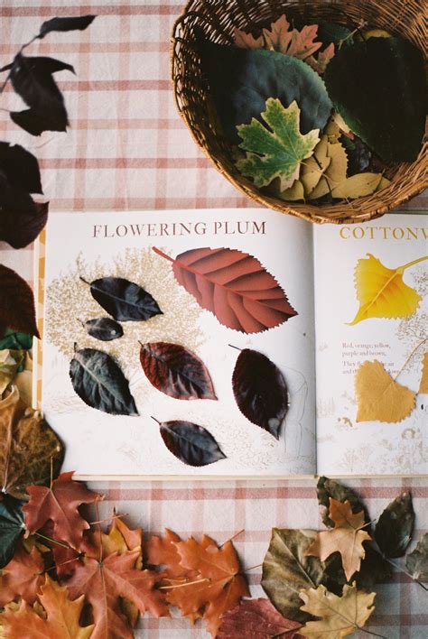 Leaf Sorting And Identifying — Kinderfolk