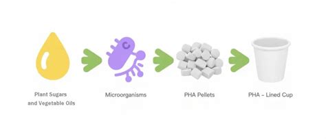 Pha Paper Cups Marine Biodegradation And Future Proof Choice