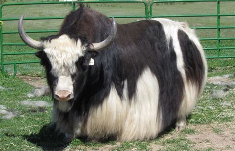 Hpy Thor Y052 At Hcc Yak Bull Male High Country Critters Colorado Springs Co