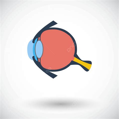Anatomy Eye Health Science Vision Vector Health Science Vision Png And Vector With