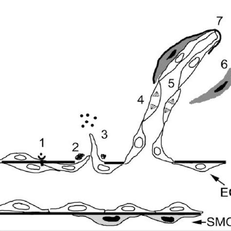 Structure Of Plasminogen Containing Five Kringle Domains And Protease Download Scientific