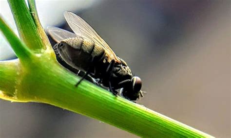 Sand Fly Hearts Pest Management