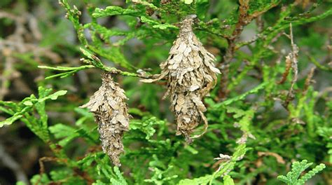 Pine Tree Cocoons Worms