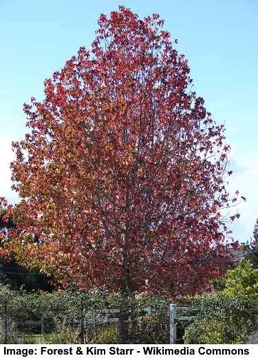 Sweetgum Trees Gumball Tree Types Leaves Identification Pictures