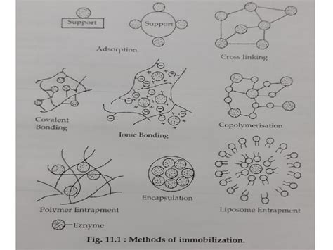 Methods Of Immobilization Of Microbial Cells The Methods