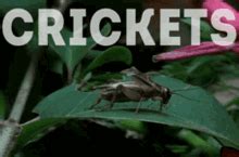 Cricket Chirping 