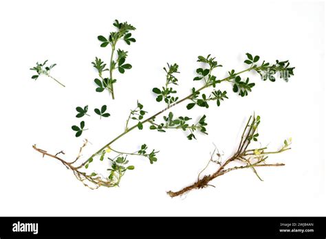 Annual Grass Knotweed Or Bird Buckwheat Or Grass Ant Weed The Picture