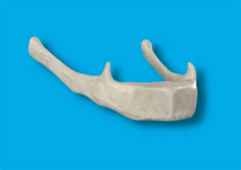 ️ Hueso Hioides Huesos Cuerpo Humano