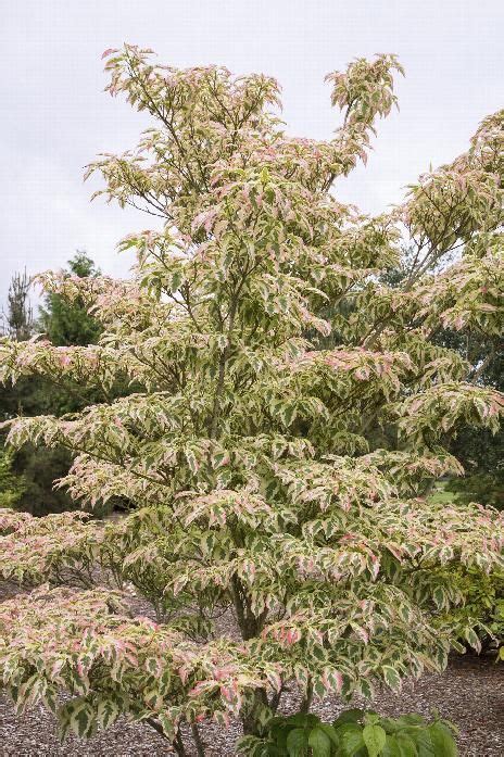 Cornus Kousa Summerfun Šareni Japanski Dren