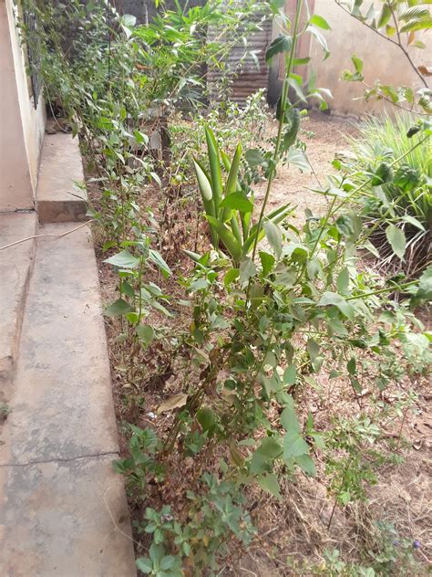 Cooling Earth Chromolaena Odorata The Odorata Is One Plant I Have Been Observing In Relation To