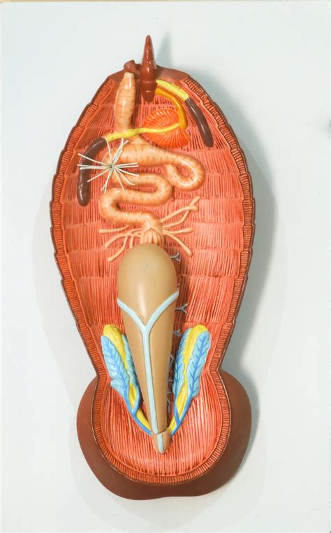 Cockroach Dissected Model Medilab