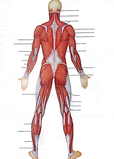 Diagram 13 3 Posterior Muscle Diagram Diagram Quizlet