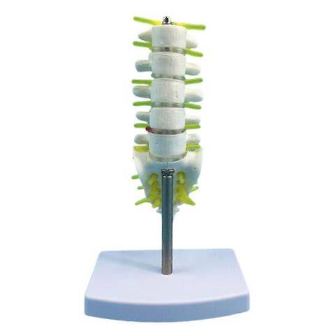 Human Cervical Vertebra Carotid Artery Flexible Spine Model Human