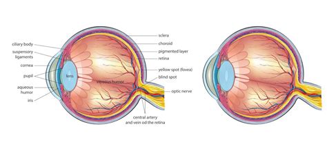 Eye Dissection Worksheet Eye Dissection Quiz Diagram Quizlet