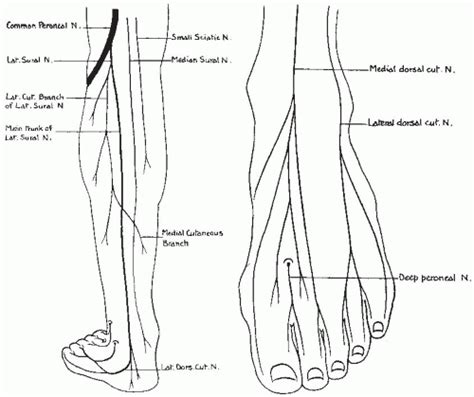 Nerves Musculoskeletal Key
