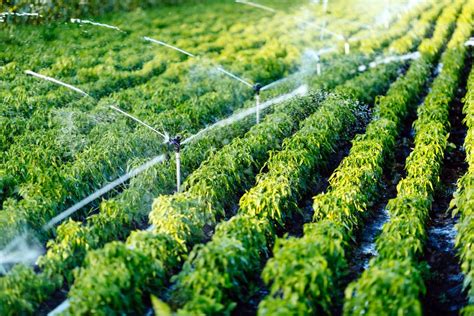 Micro Irrigation Vs Drip Irrigation Understanding The Differences Agri Route