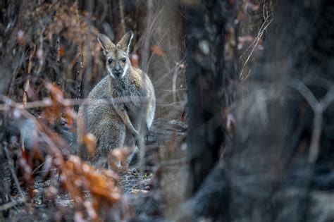 The Latest Wildlife Victoria Wildlife Victoria