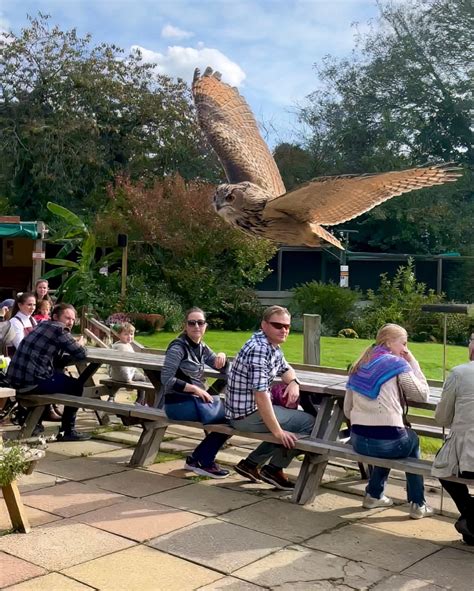 Huxleys Birds Of Prey Centre And Gardens