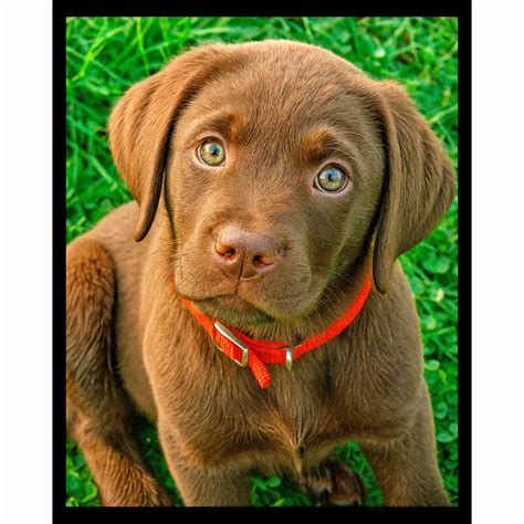Chocolate Labradors Puppy