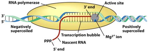 Chapter 11 Cell Bio Flashcards Quizlet
