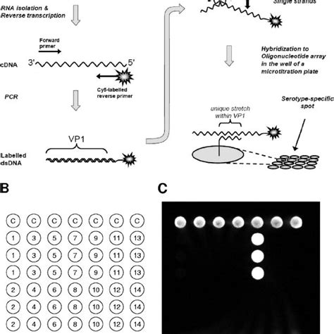 Oligonucleotide Probes Used In The Array Download Table