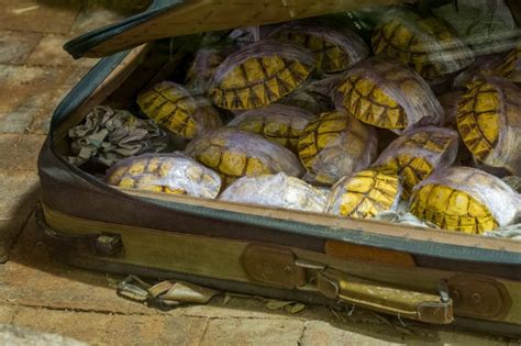 Tech Against Trafficking Ai Cracks Down On Online Wildlife Crime