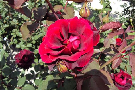 Departments Climbing Rose Don Juan 5 Gallon