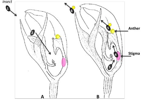 Figure 21 From Sexual Deception As A Pollination Strategy Investigated