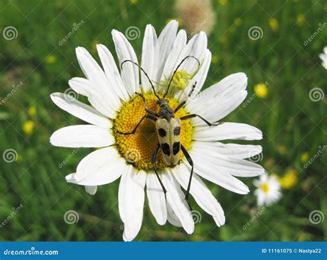 Brown Spotted Beetle Stock Image Image Of Looking Summer 11161075