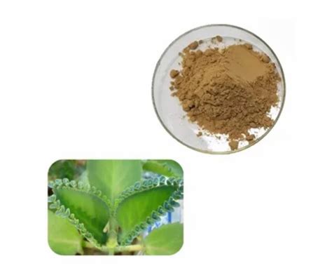 Bryophyllum Pinnatum Leaf Extracts Packaging Type Hdpe Drum Packaging Size 1 Kg At Rs 750 Kg