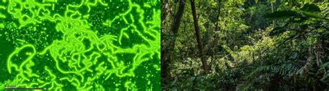 Il Microbial Loop Una Rete Interconnessa Microbiologia Italia